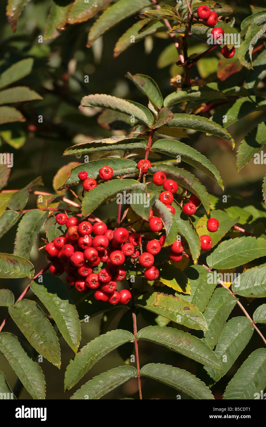 European Rowan tree Sorbus aucuparia berries Stock Photo - Alamy