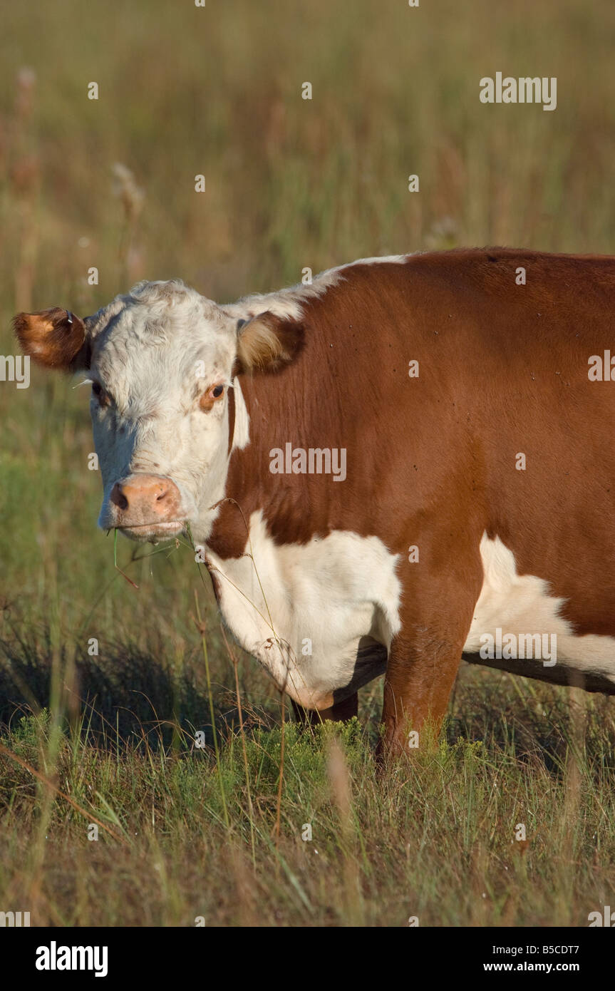 Florida ranch cow hi-res stock photography and images - Alamy