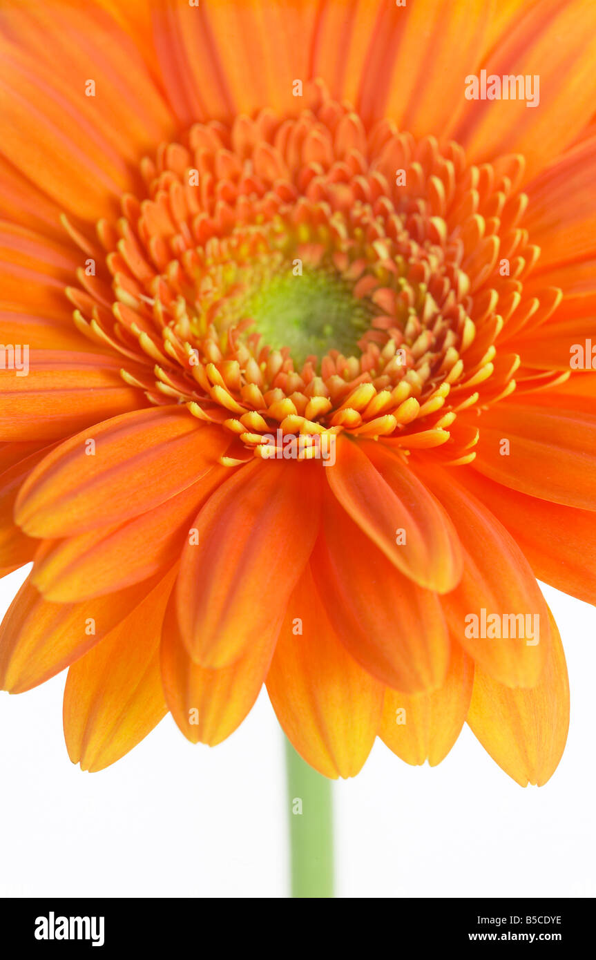 Orange Gerbera Flower Stock Photo - Alamy