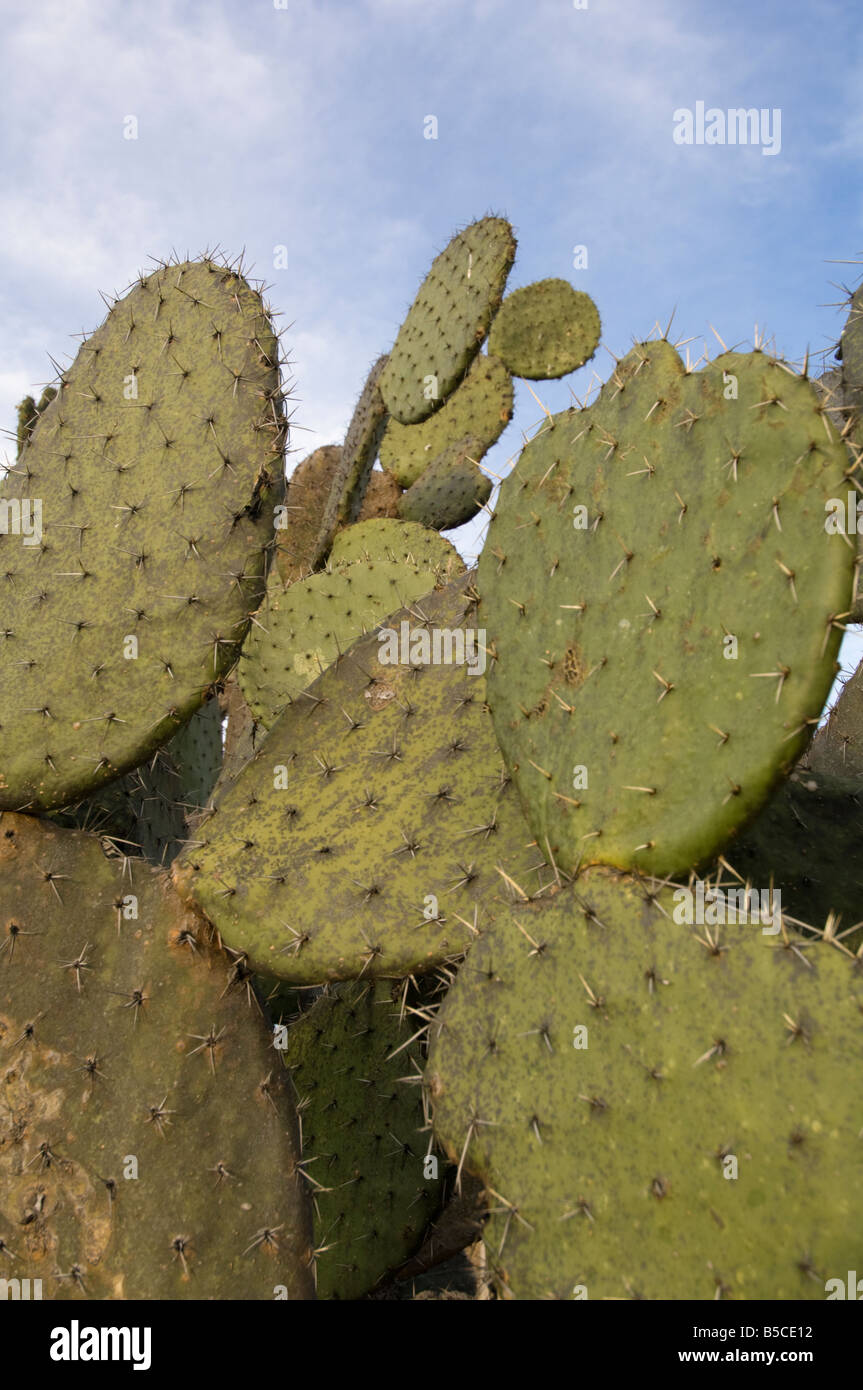 Cactus in Mexico Stock Photo - Alamy