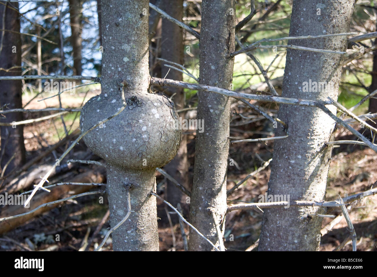 Abnormal tree growth hi-res stock photography and images - Alamy