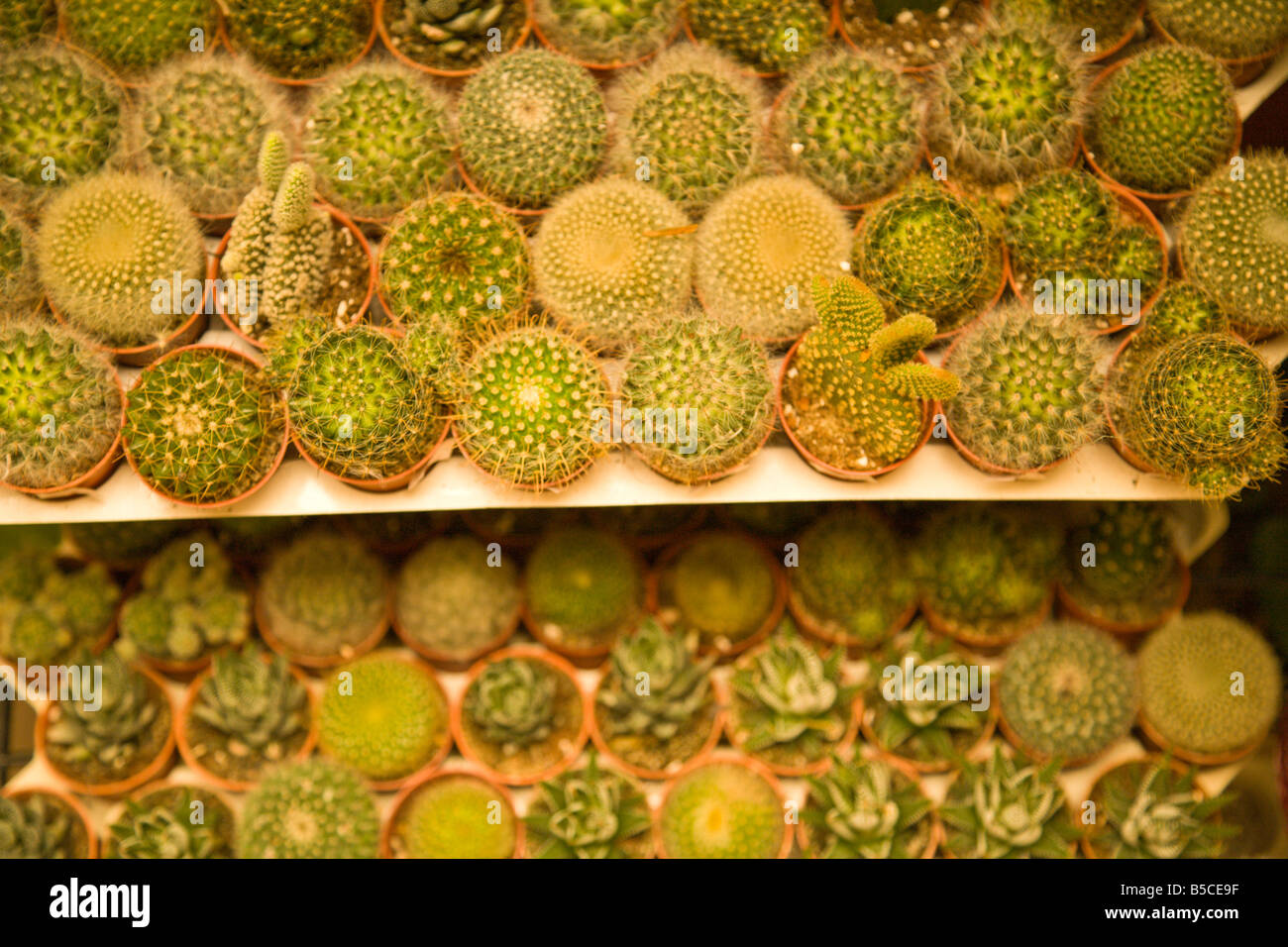 Cacti on shelves Stock Photo - Alamy