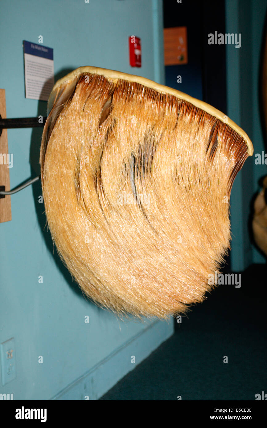 Baleen whale mouth hi-res stock photography and images - Alamy