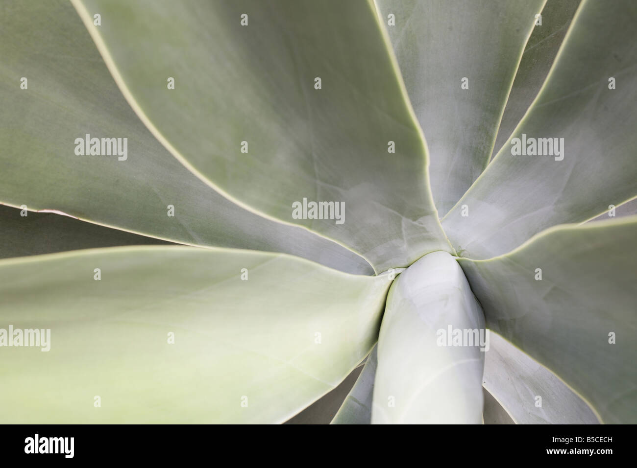 A gray agave shot close up to fill the frame Stock Photo - Alamy