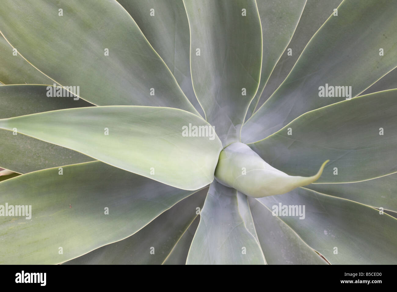 A gray agave shot close up to fill the frame Stock Photo - Alamy