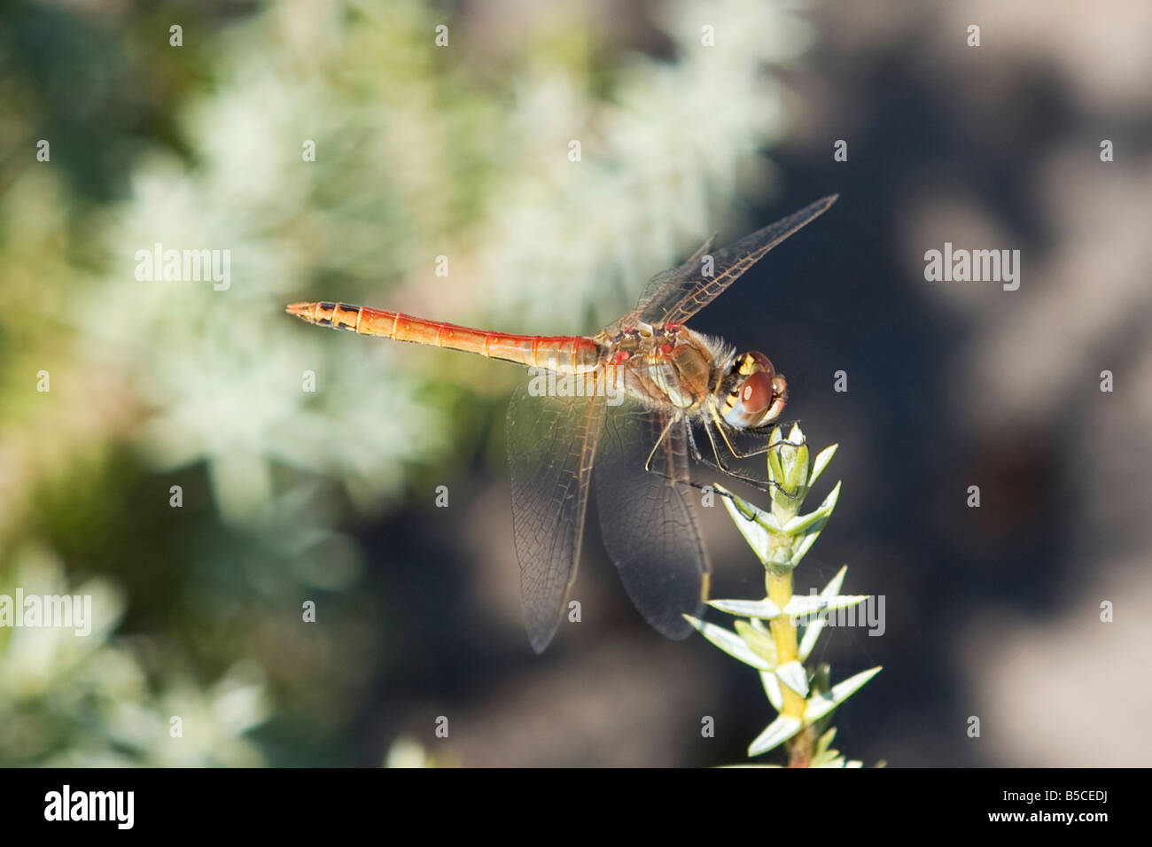 Rhodes dragon hi-res stock photography and images - Alamy