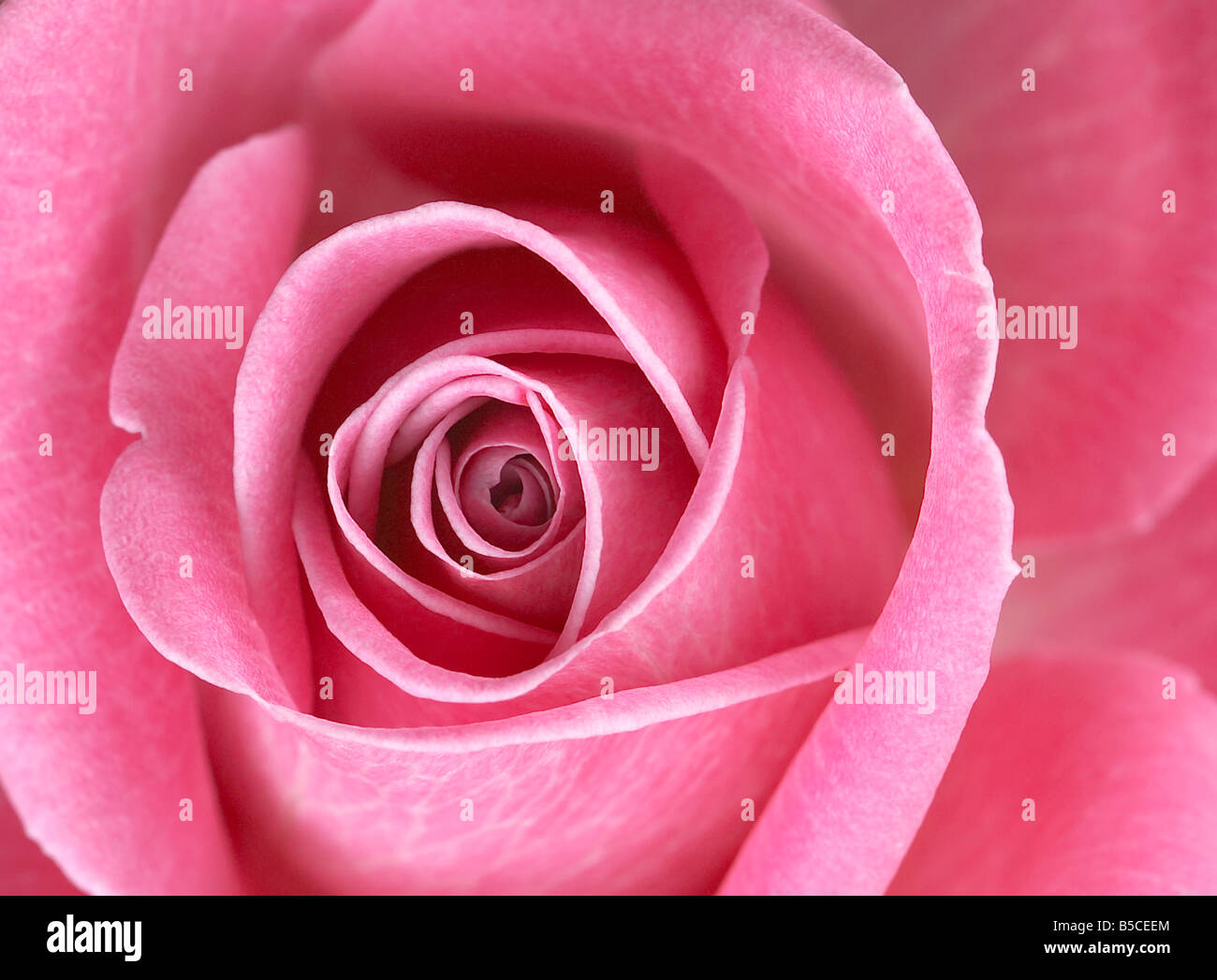 Close up of pink rose flower Stock Photo - Alamy
