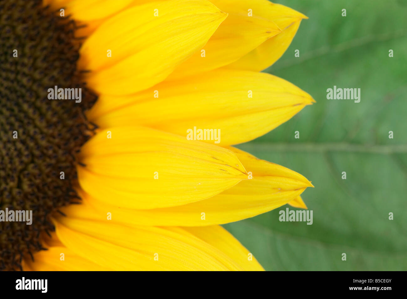 Yellow Helianthus Sunflower Stock Photo - Alamy