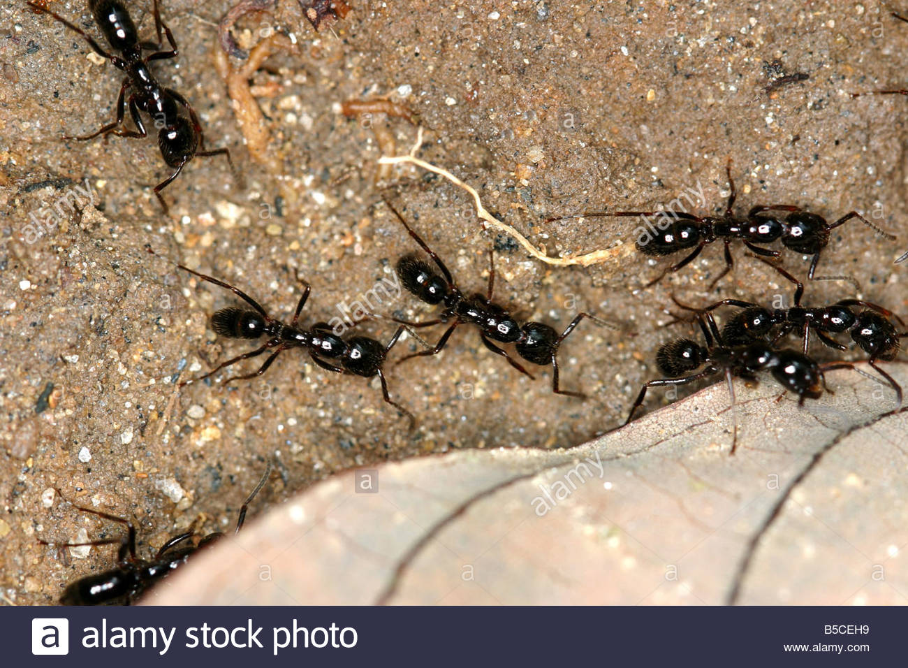 Army Ants Stock Photos & Army Ants Stock Images - Alamy