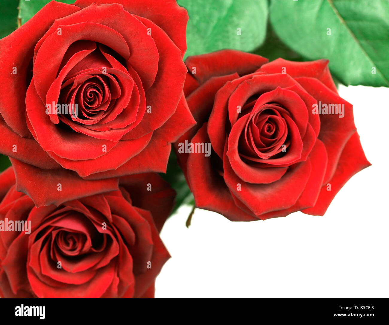 Three Red Rose Flowers Stock Photo - Alamy