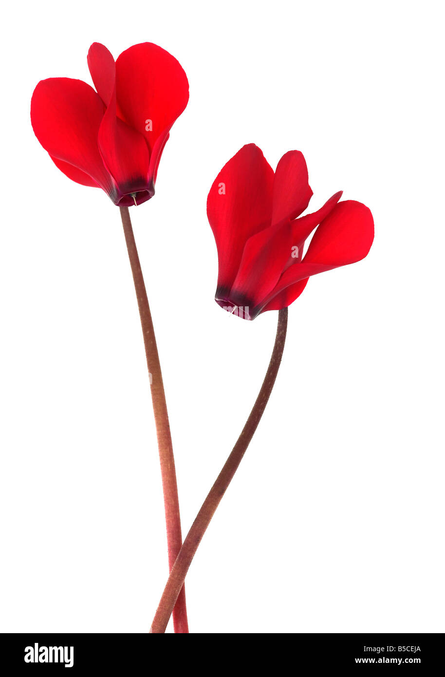 Red Cyclamen Flowers Stock Photo - Alamy