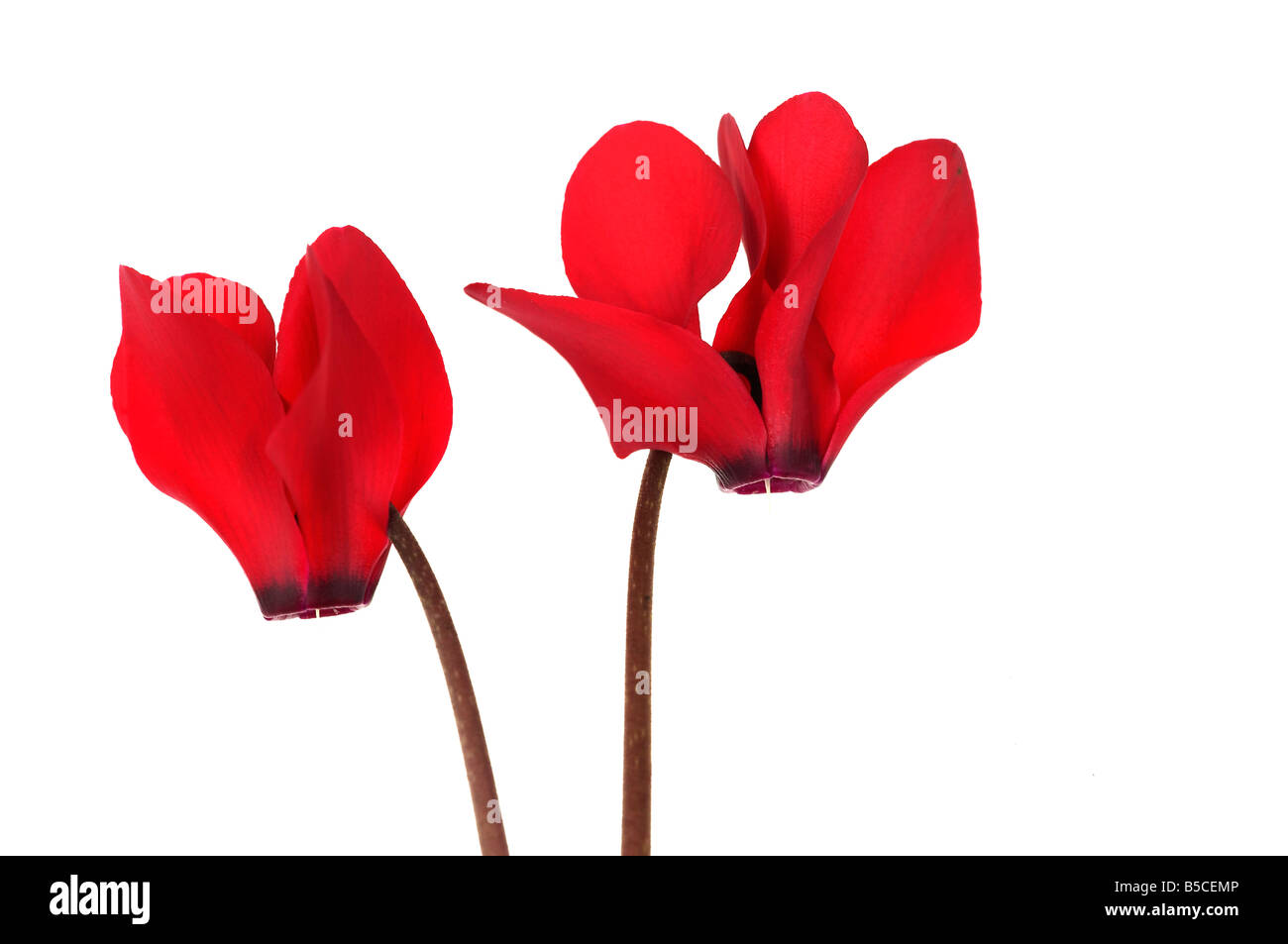 Red Cyclamen High Resolution Stock Photography and Images - Alamy