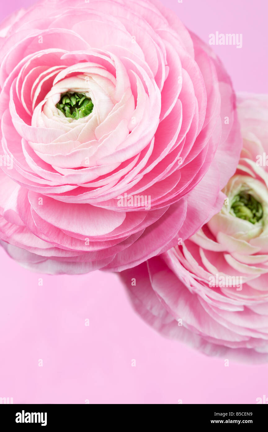 Ranunculus asiaticus Persian Buttercup Flower Stock Photo - Alamy