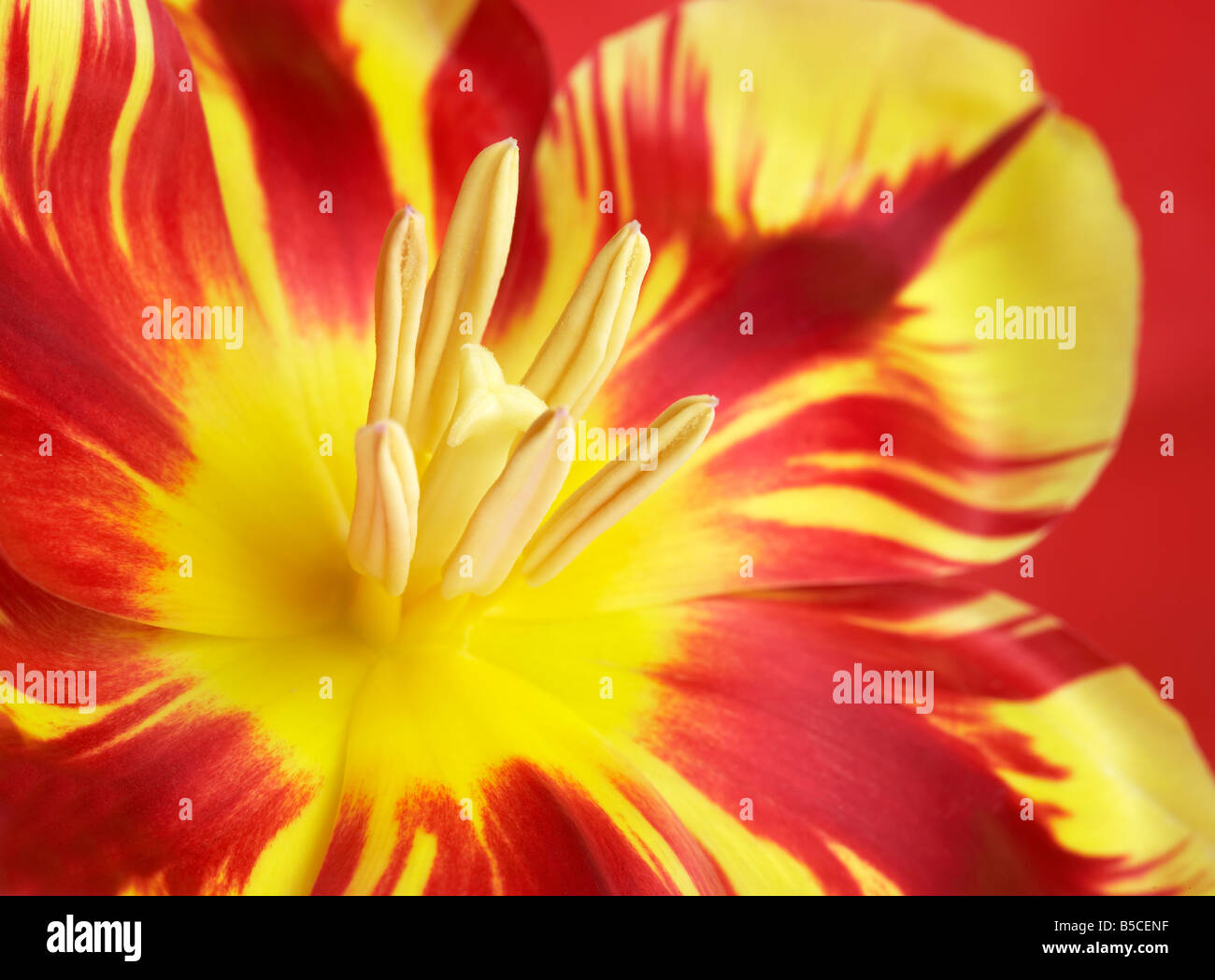 Tulipa Red Striped Tulip Flower Stock Photo - Alamy