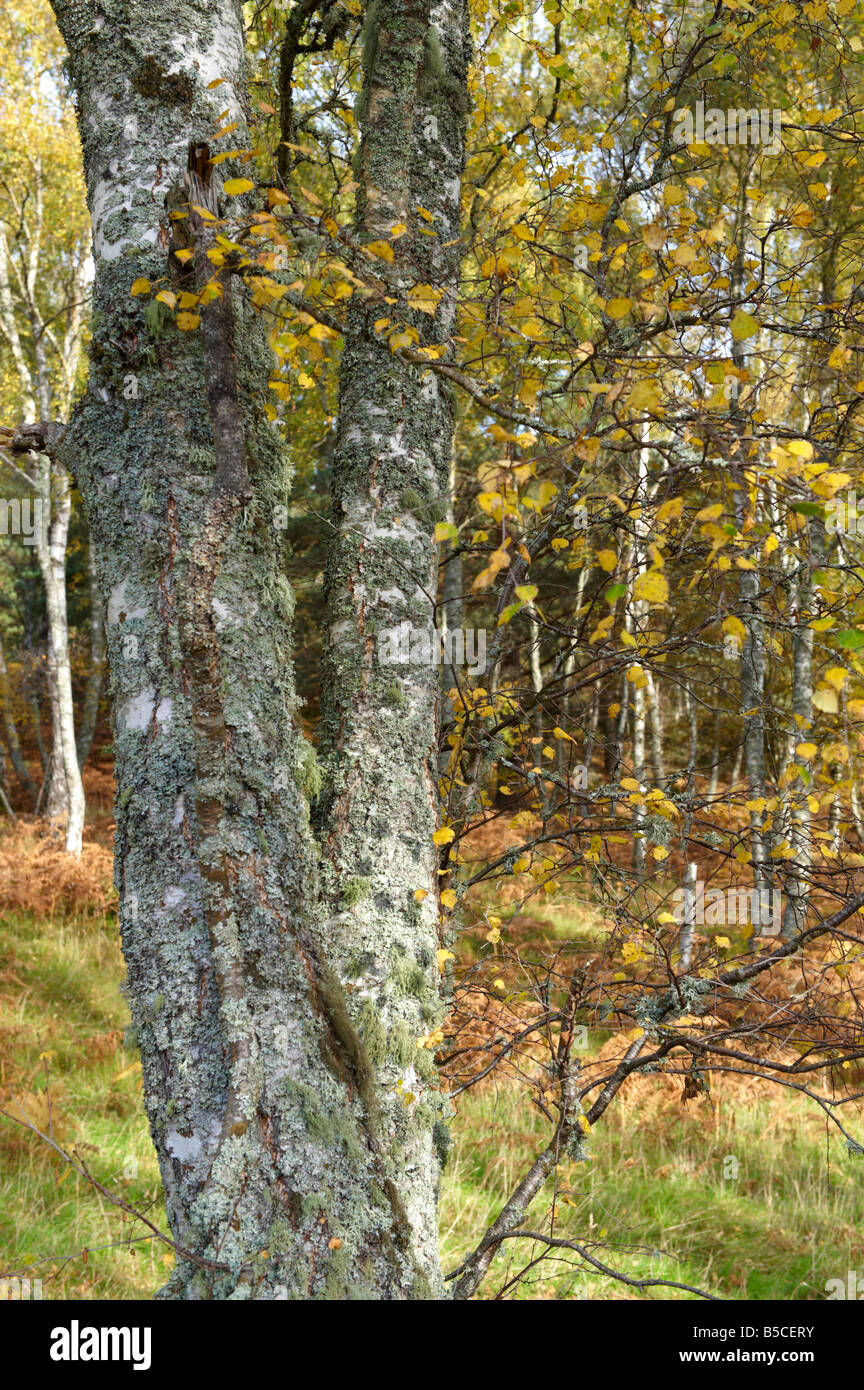 Trees and woods Scotland UK Silver Birch Betula pendula at Burn O' Vat ...