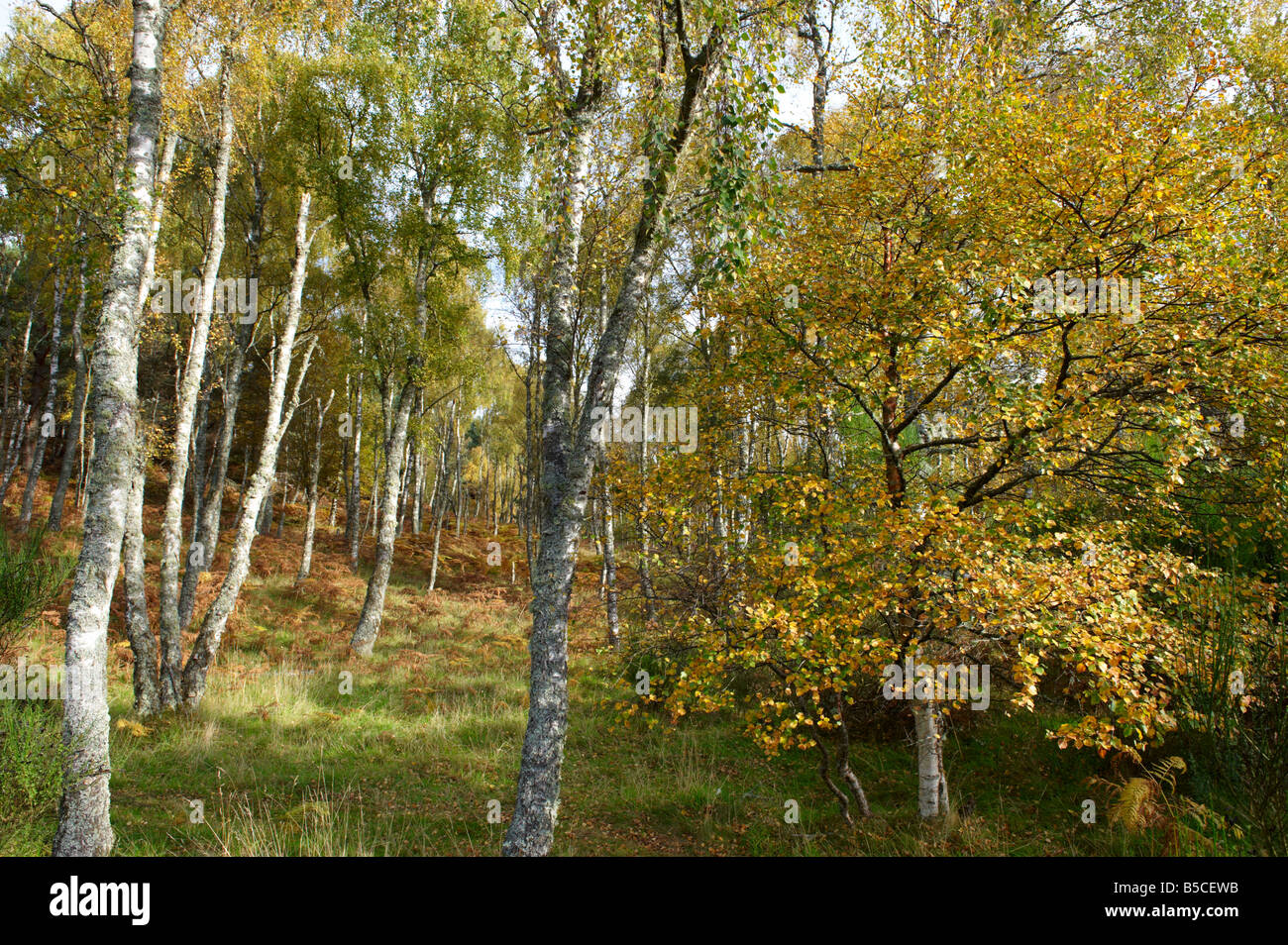 Trees and woods Scotland UK birch Silver Birch Betula pendula at Burn O ...
