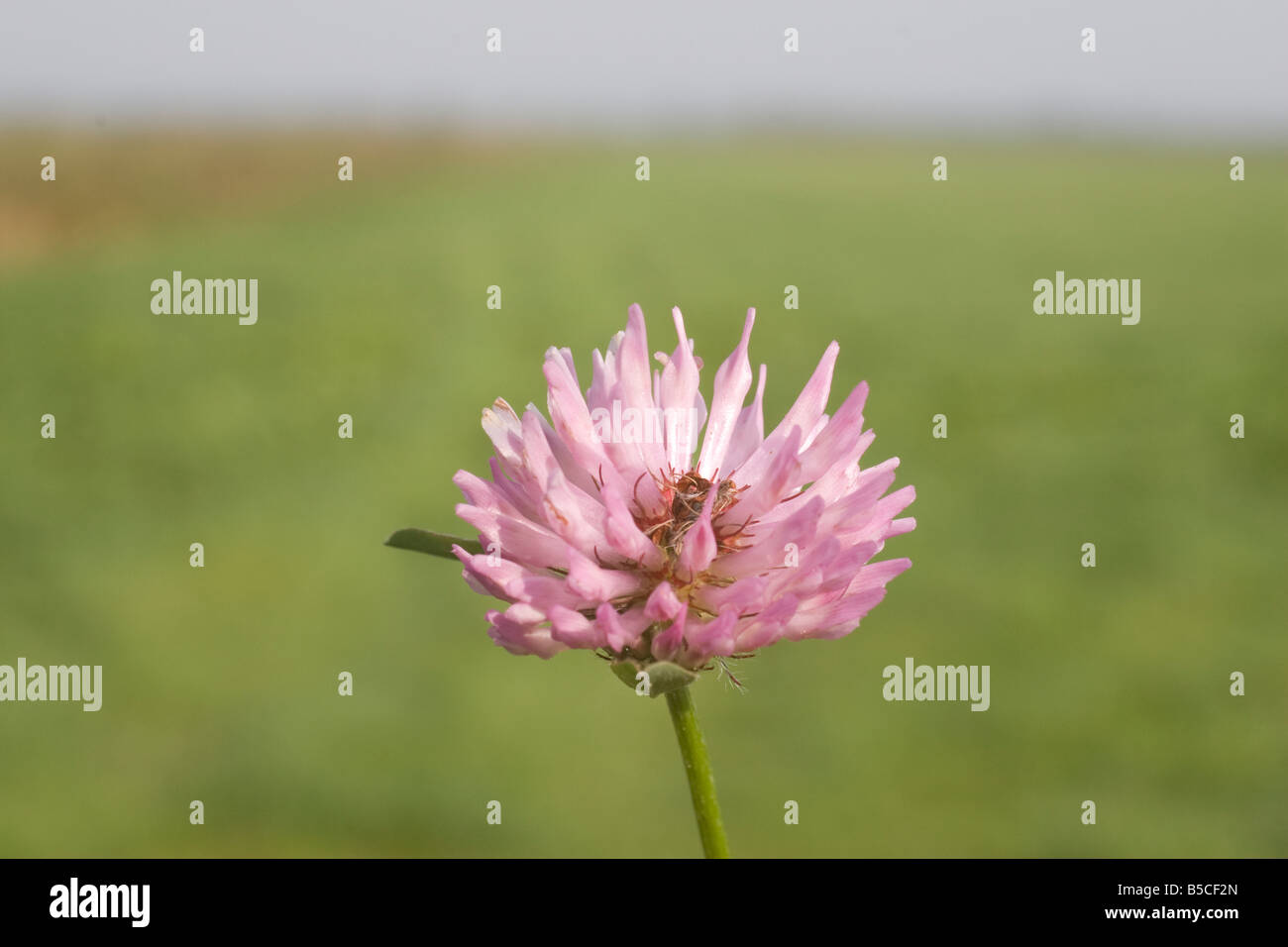 Trifolium Clover plant feed pasture fodder forage Stock Photo - Alamy