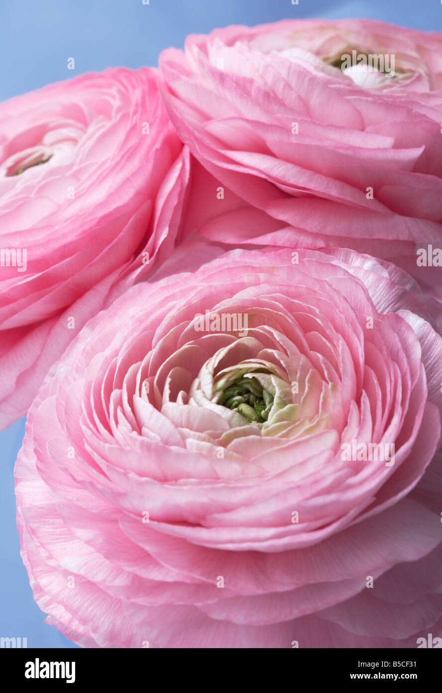 Ranunculus asiaticus Persian Buttercup Flower Stock Photo - Alamy