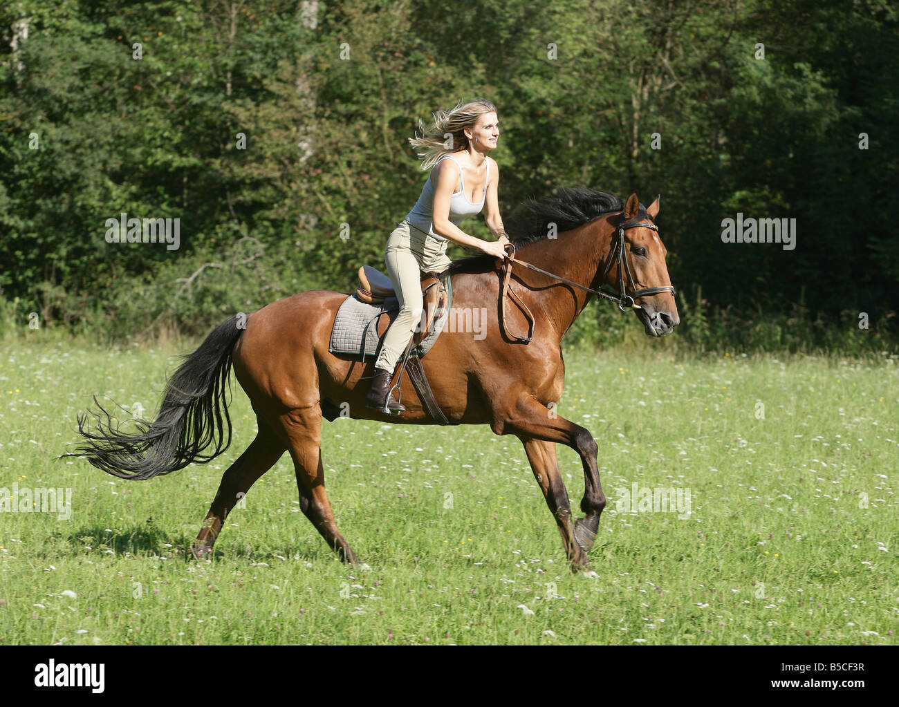 Galopp hi-res stock photography and images - Alamy