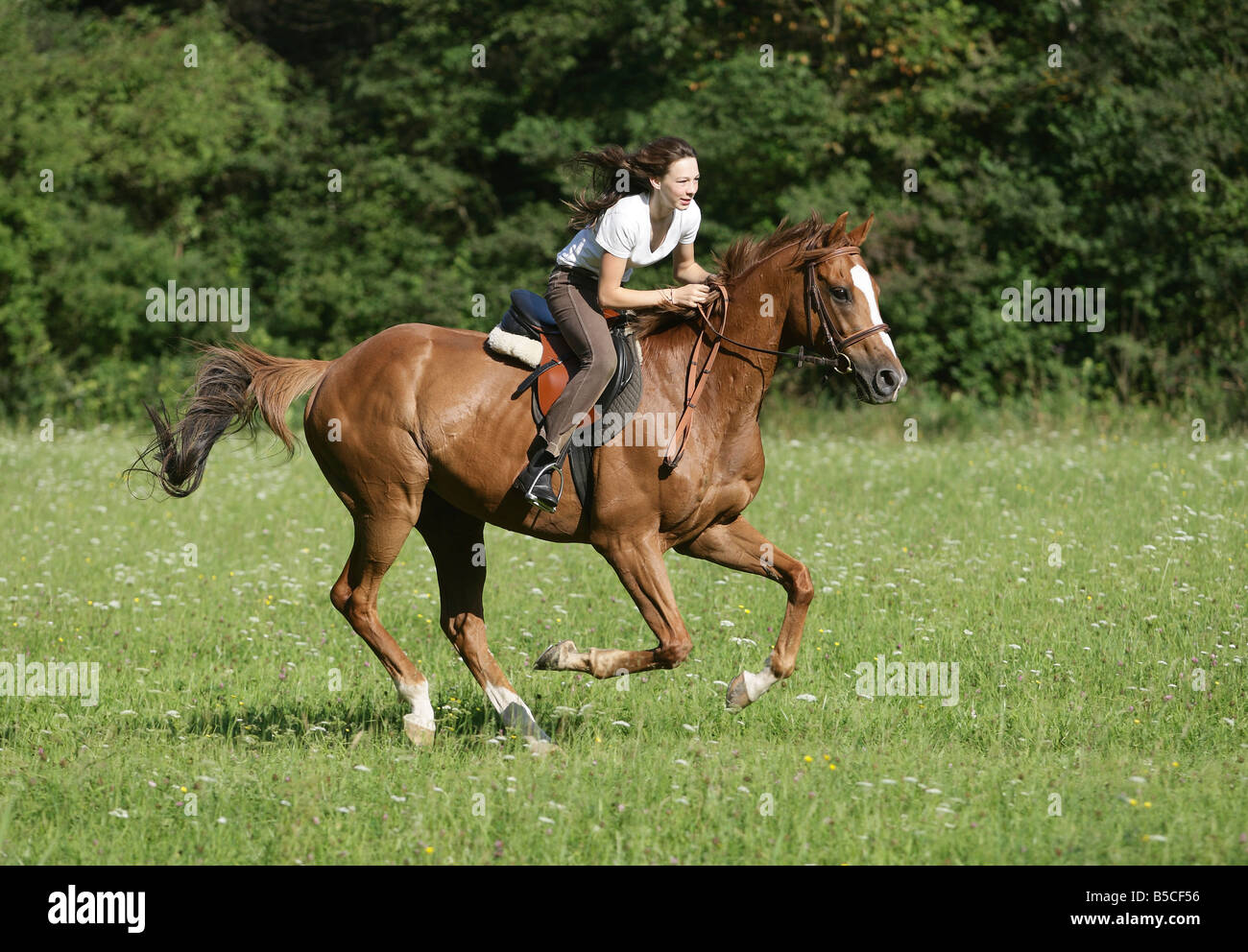 Teenage girl galopping on horseback at fullspeed across a green meadow ...