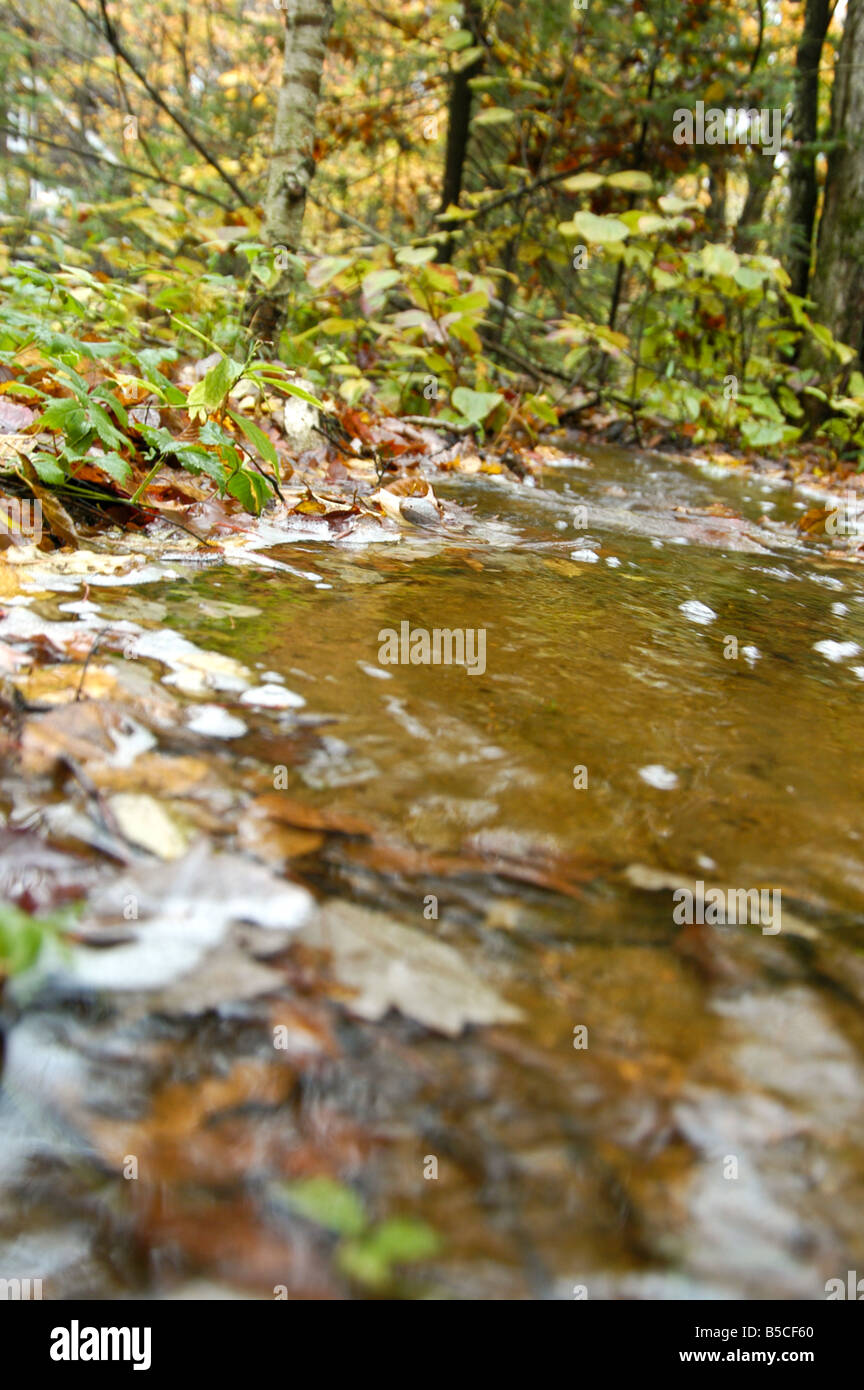 stream in woods Stock Photo - Alamy