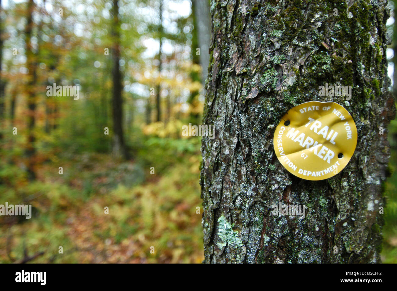 Trail marker tree in Adirondack park NY Stock Photo - Alamy