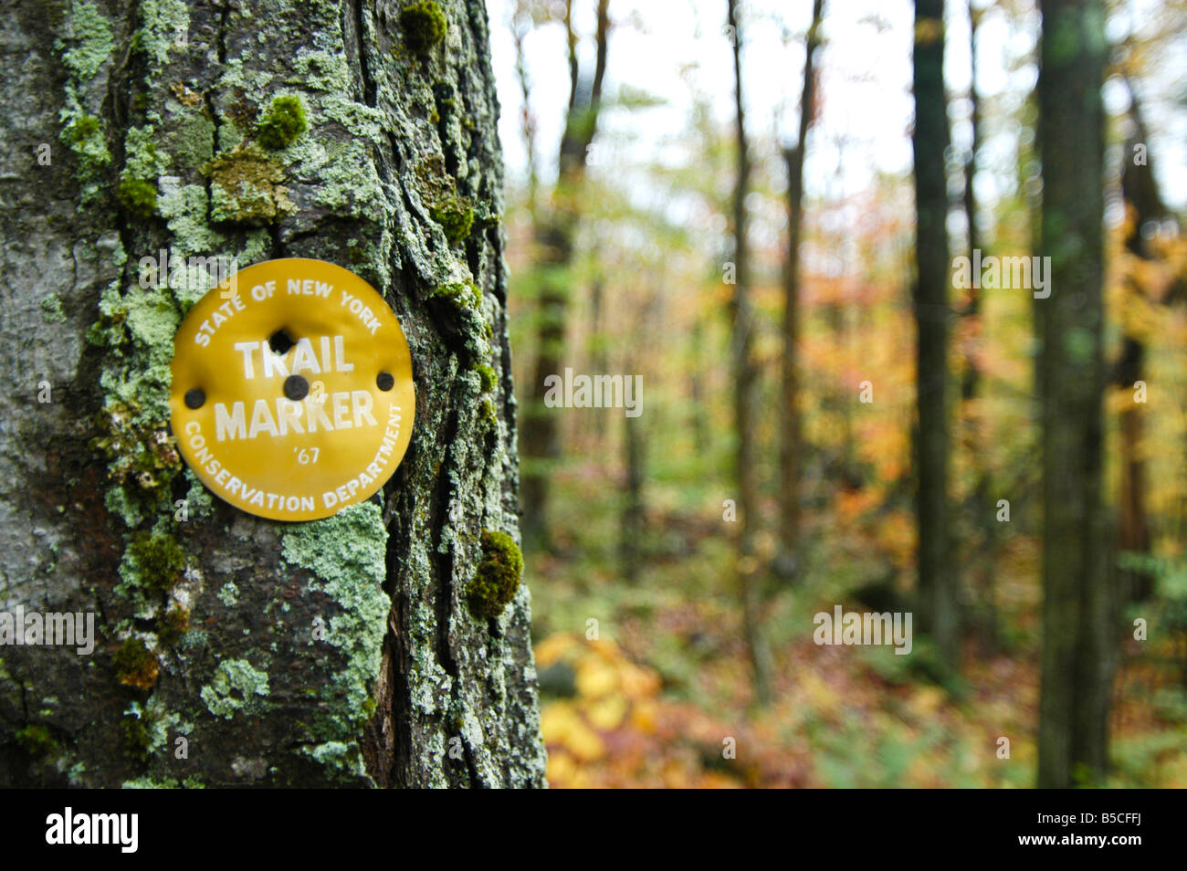 Trail marker tree in Adirondack park Stock Photo - Alamy