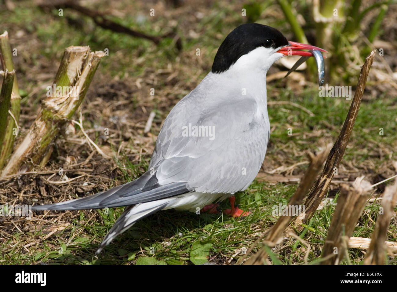 Arctic Tern - Sterna paradisaea Stock Photo - Alamy