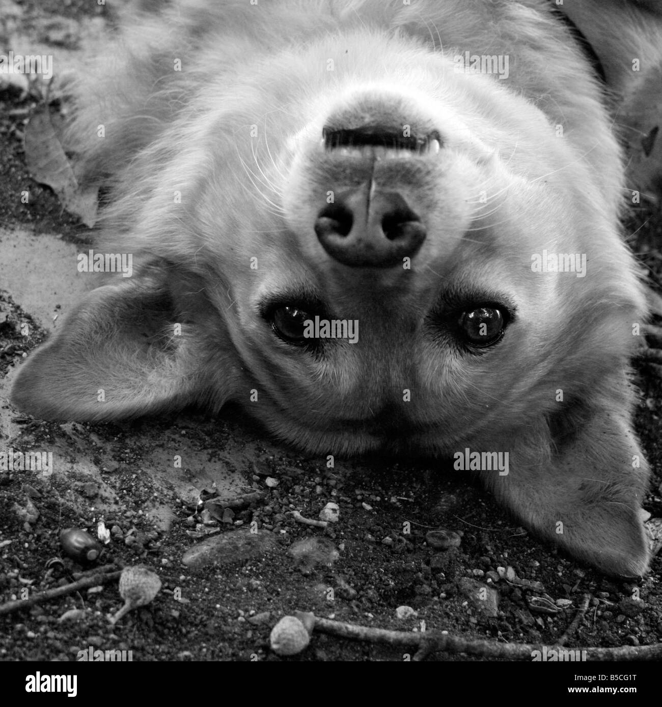 Dog's muzzle head downwards Stock Photo - Alamy