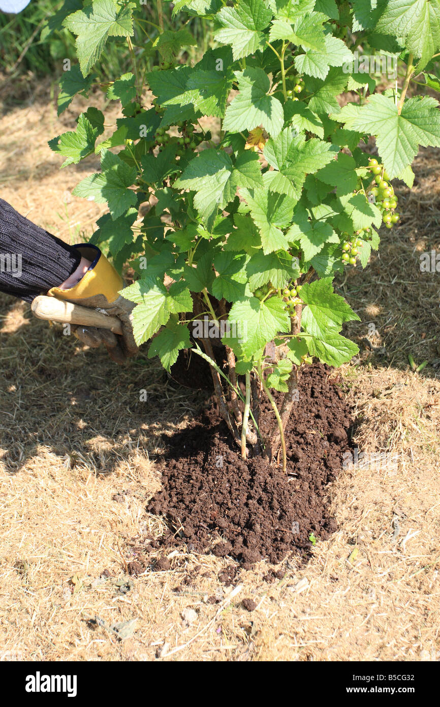 USING COMPOST AS A MULCH ROUND BLACK CURRENT BUSHES Stock Photo - Alamy