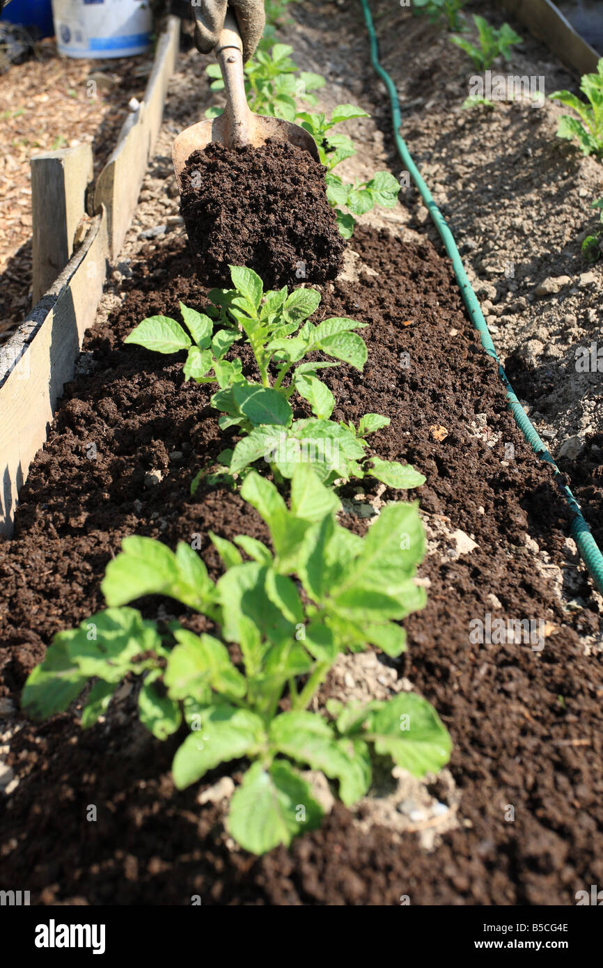 Mulching with compost hi-res stock photography and images - Alamy