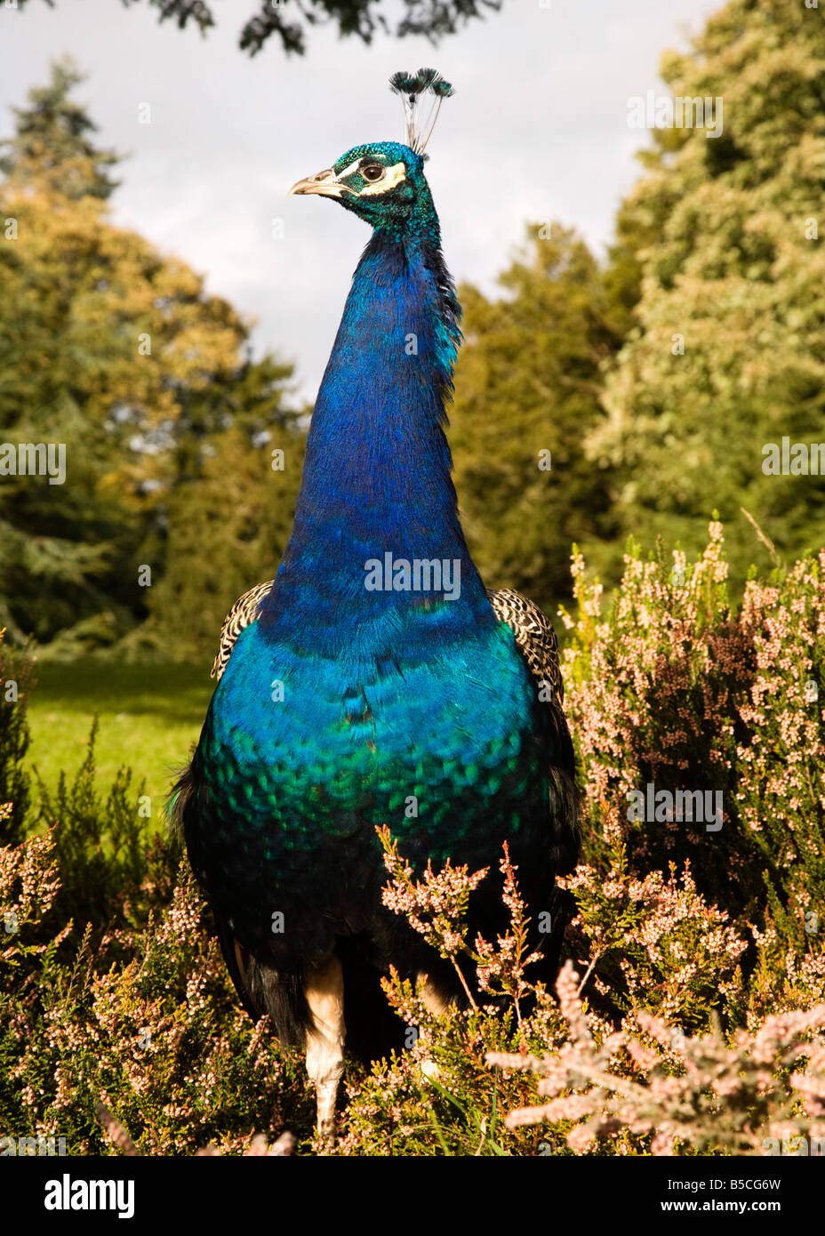 Indian Blue Peacock High Resolution Stock Photography and Images - Alamy