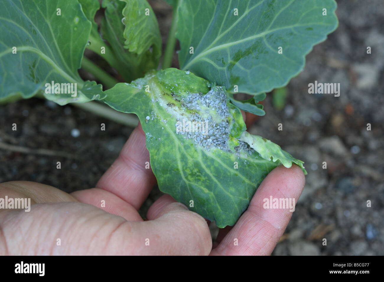 CABBAGE APHID Brevicoryne brassicae CLOSE UP ON CABBAGE LEAF Stock ...