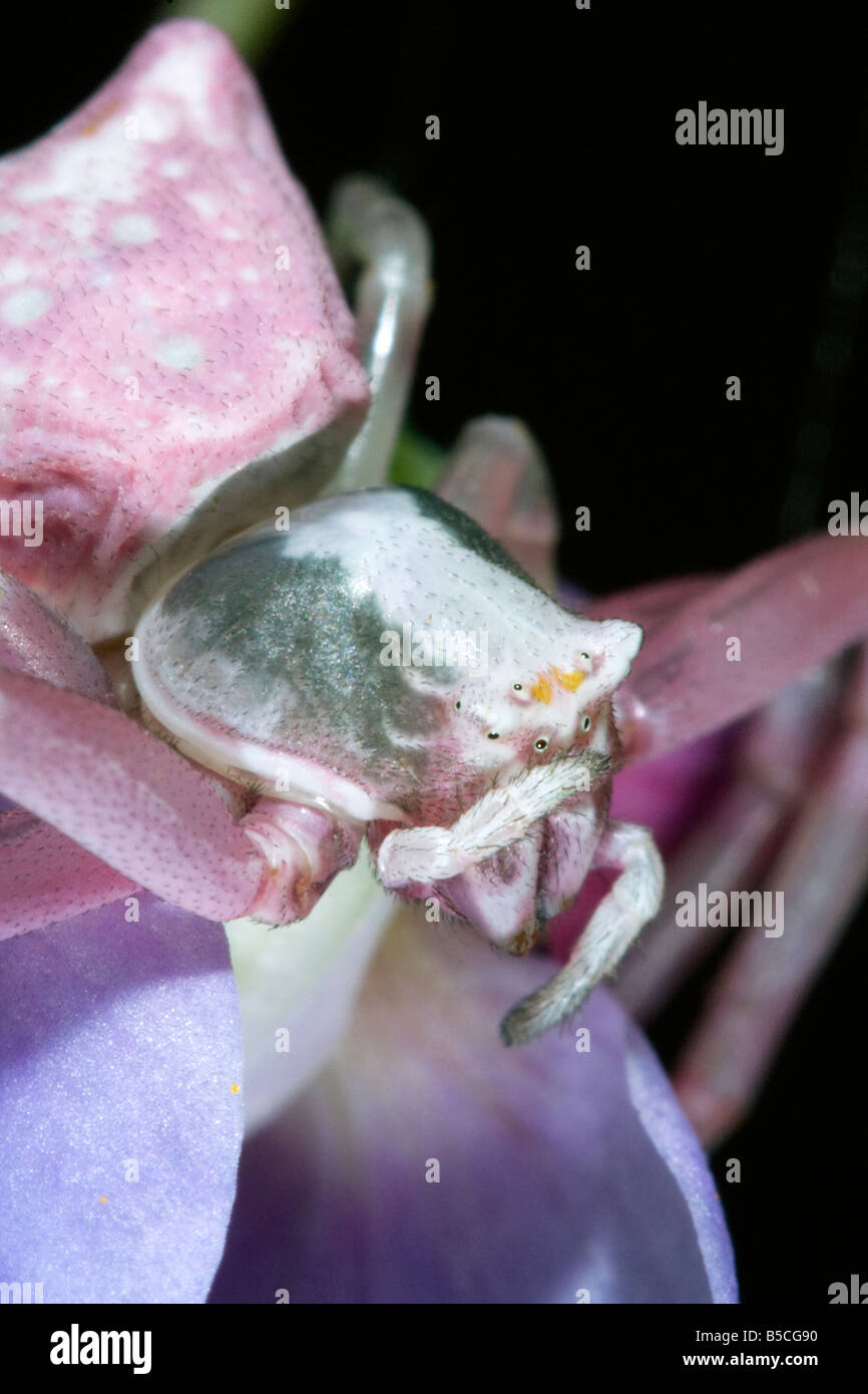 Crab spider covering face Stock Photo - Alamy