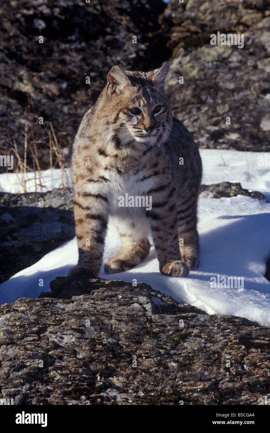 One single bobcat hi-res stock photography and images - Alamy