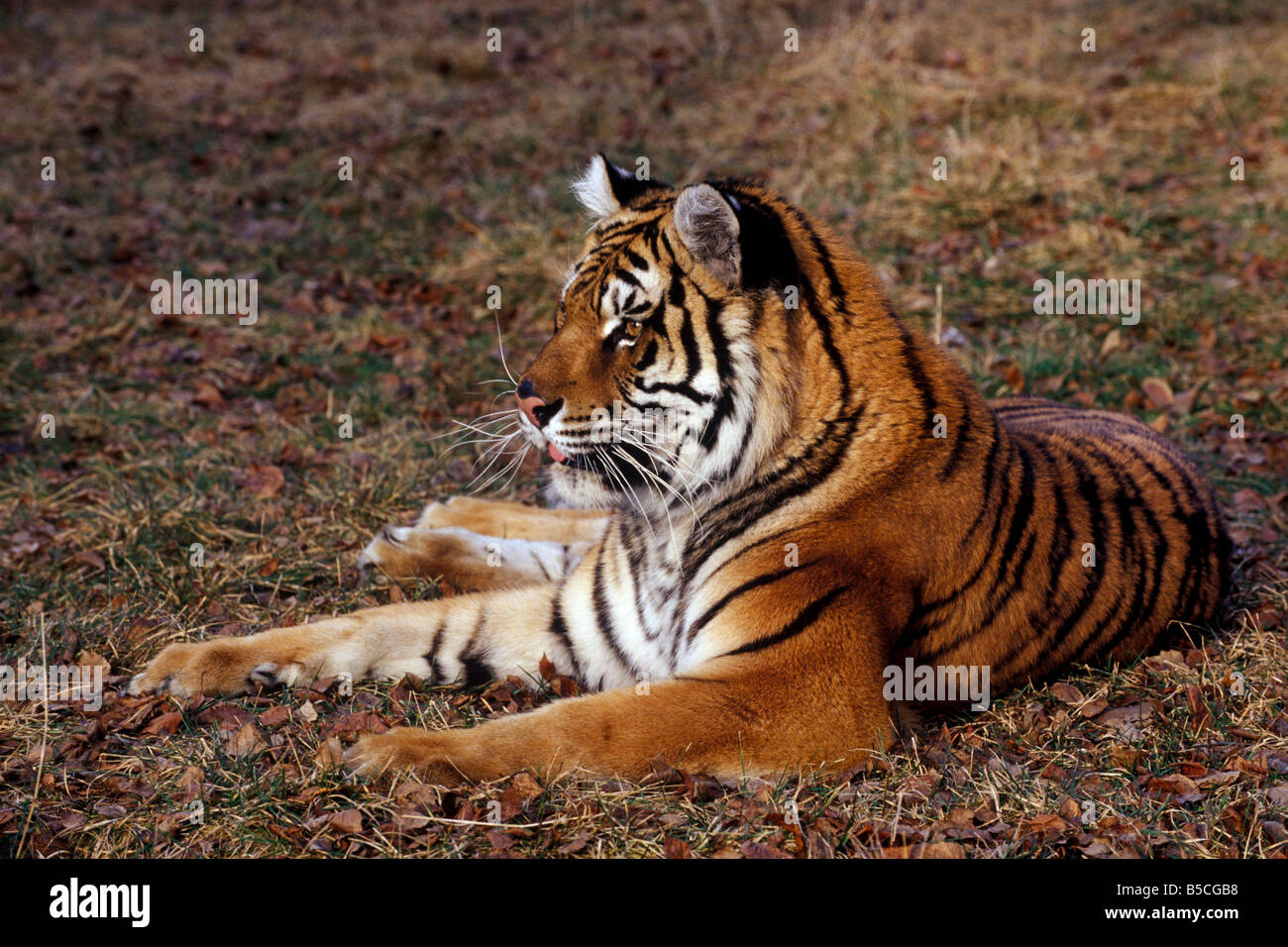 Manchurian tiger hi-res stock photography and images - Alamy