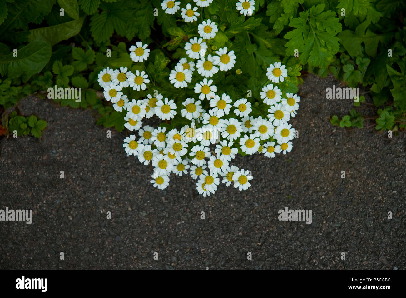 White daisy flower bunch on the roadside hi-res stock photography and ...