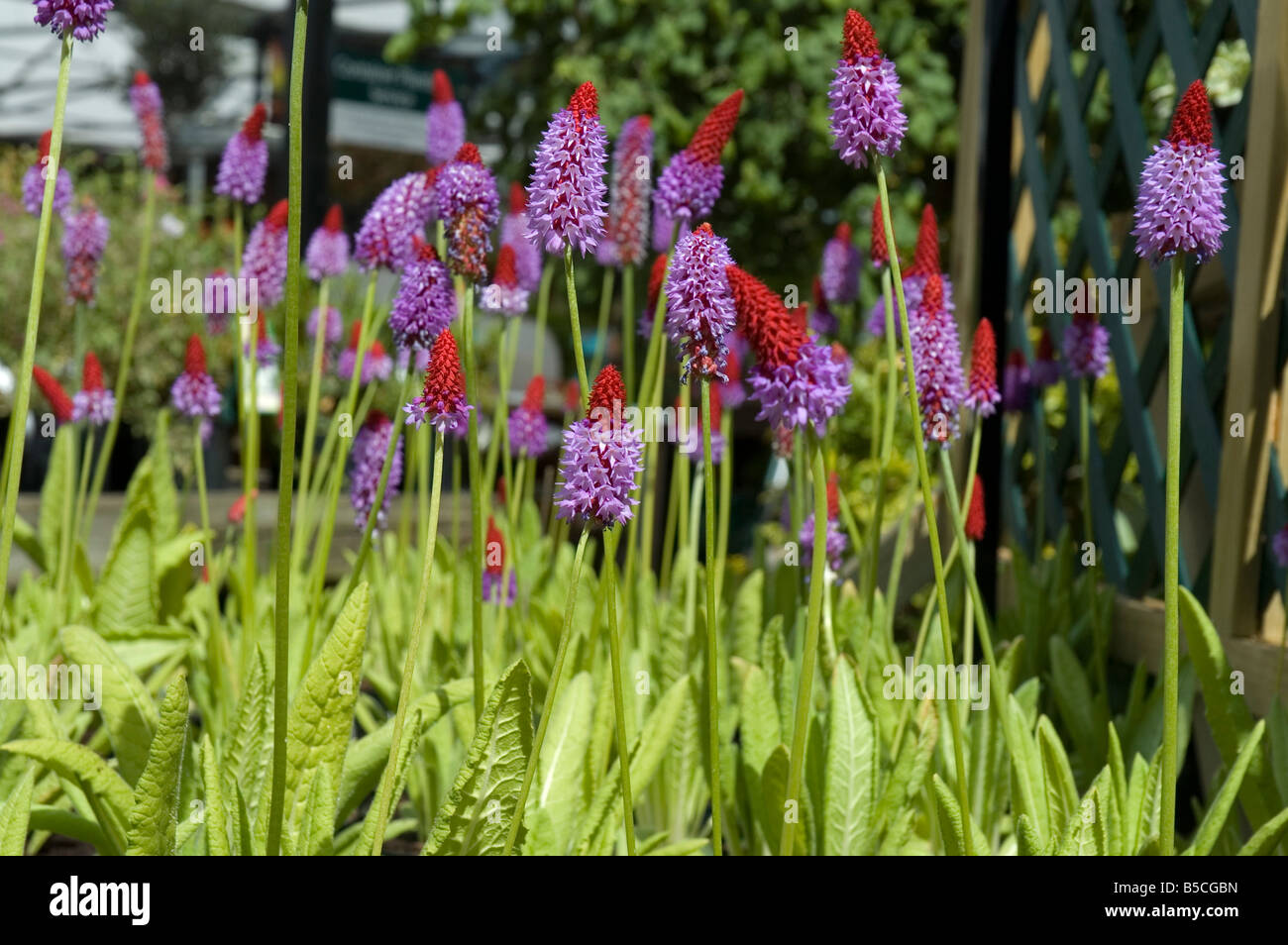 Vialii hi-res stock photography and images - Alamy