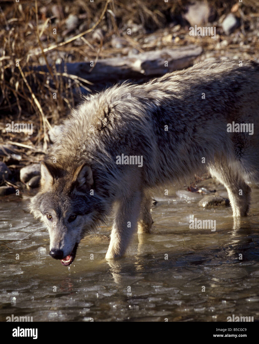 tundra wolf drinking Stock Photo - Alamy