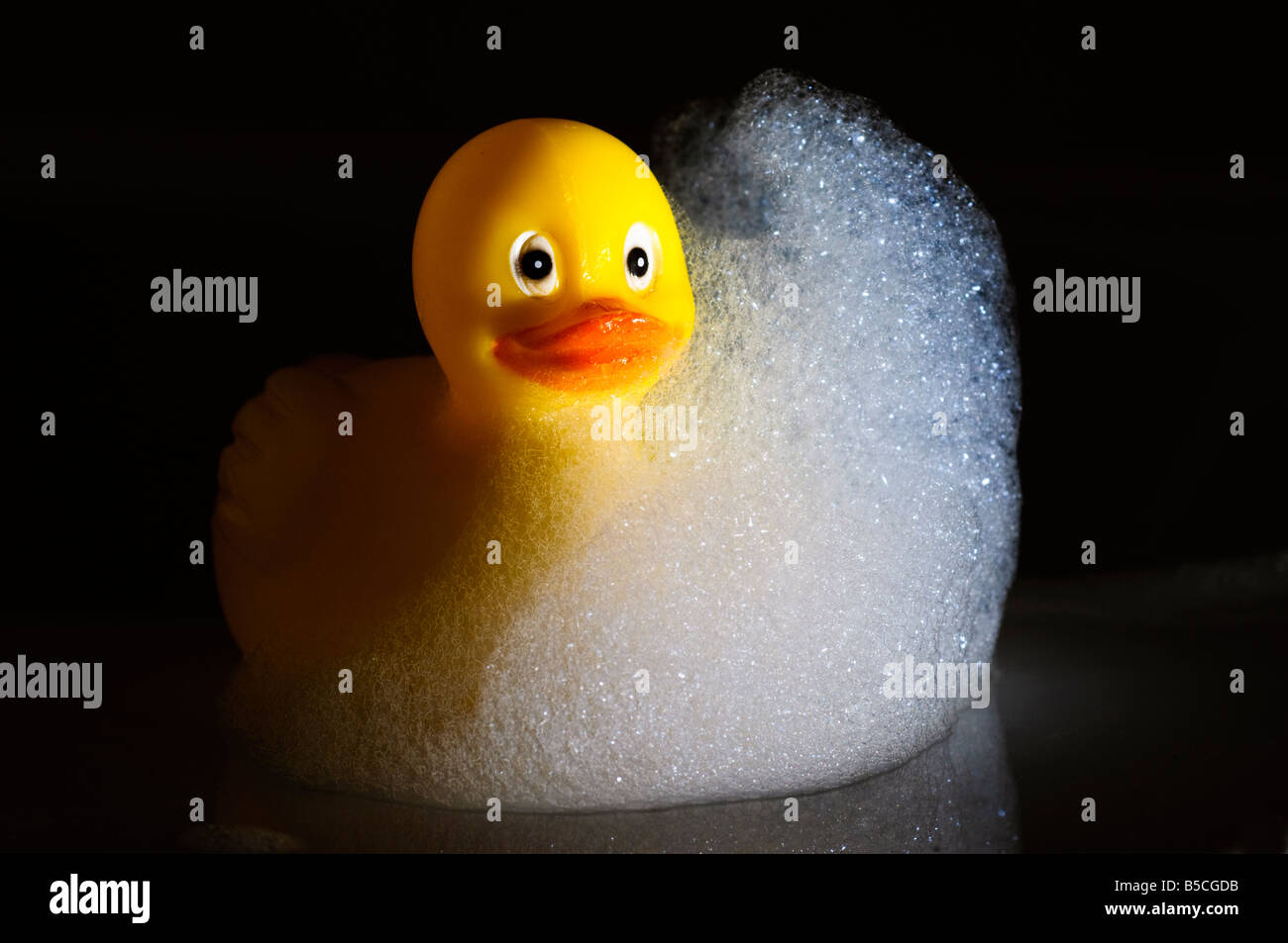 Black duck set hi-res stock photography and images - Alamy
