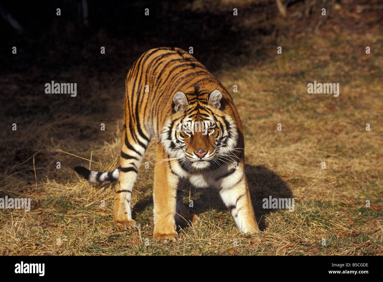 Tiger Prowling High Resolution Stock Photography and Images - Alamy