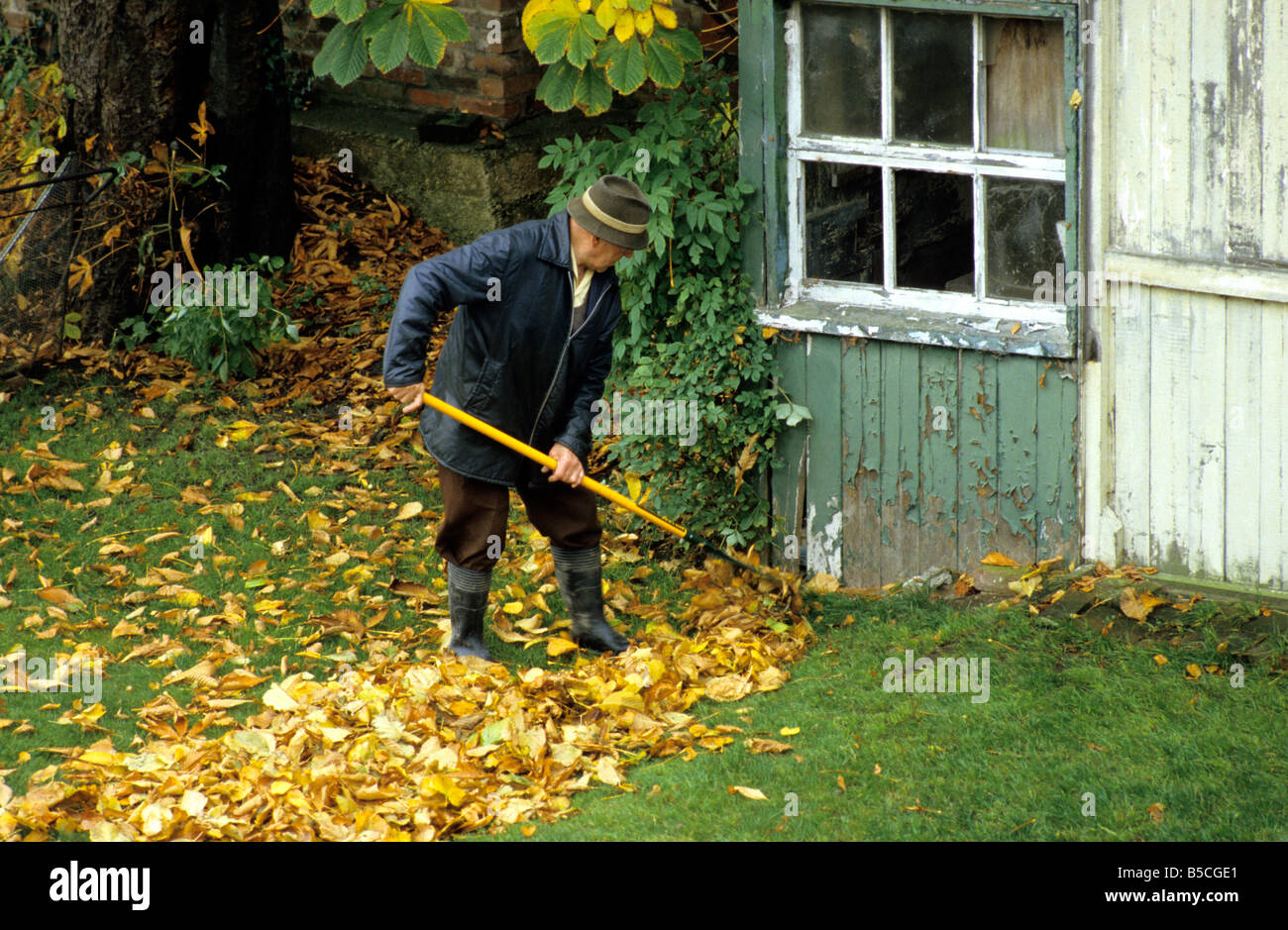 Elderly senior citizen raking leaves hi-res stock photography and ...