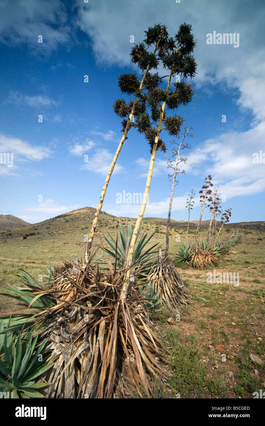Agave flower cabo de gata hi-res stock photography and images - Alamy