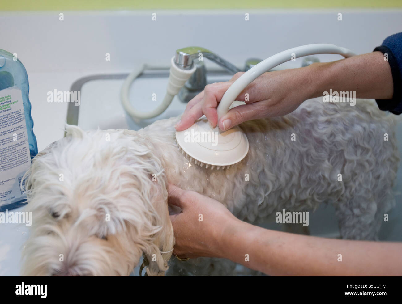 Dog getting a bath Stock Photo - Alamy