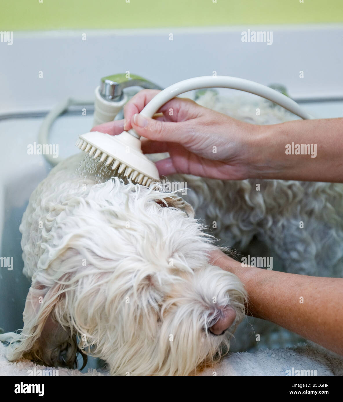 Family dog getting a bath in a sink Stock Photo - Alamy