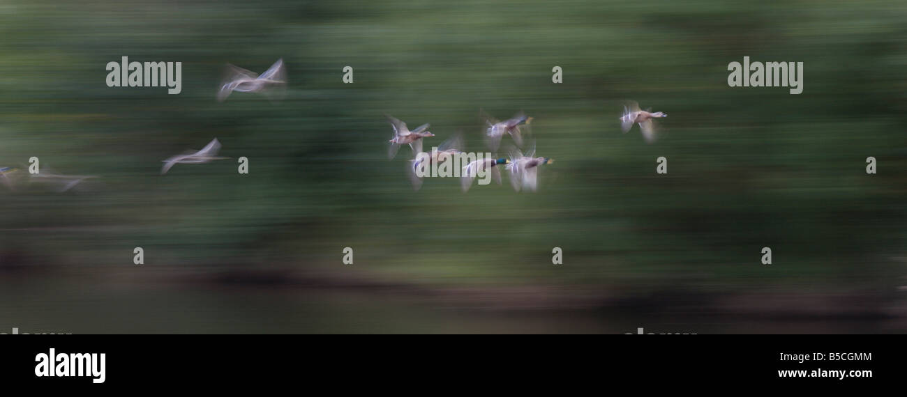 Flying mallard ducks with movement Stock Photo - Alamy