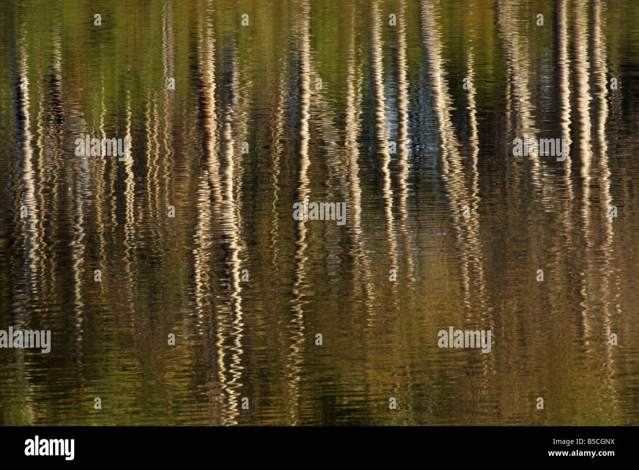Fall aspen trees in hi-res stock photography and images - Alamy