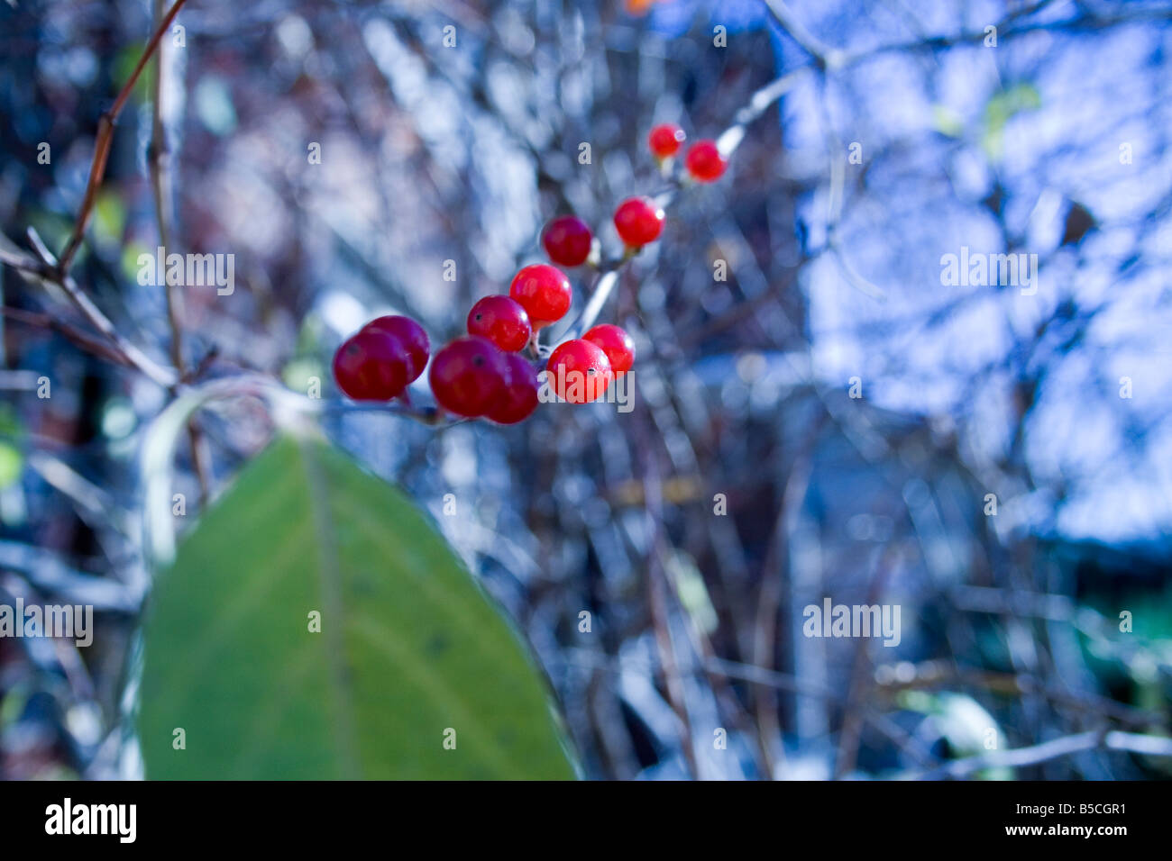 axil berries blade botanical branches bush chlorophyll close flora ...