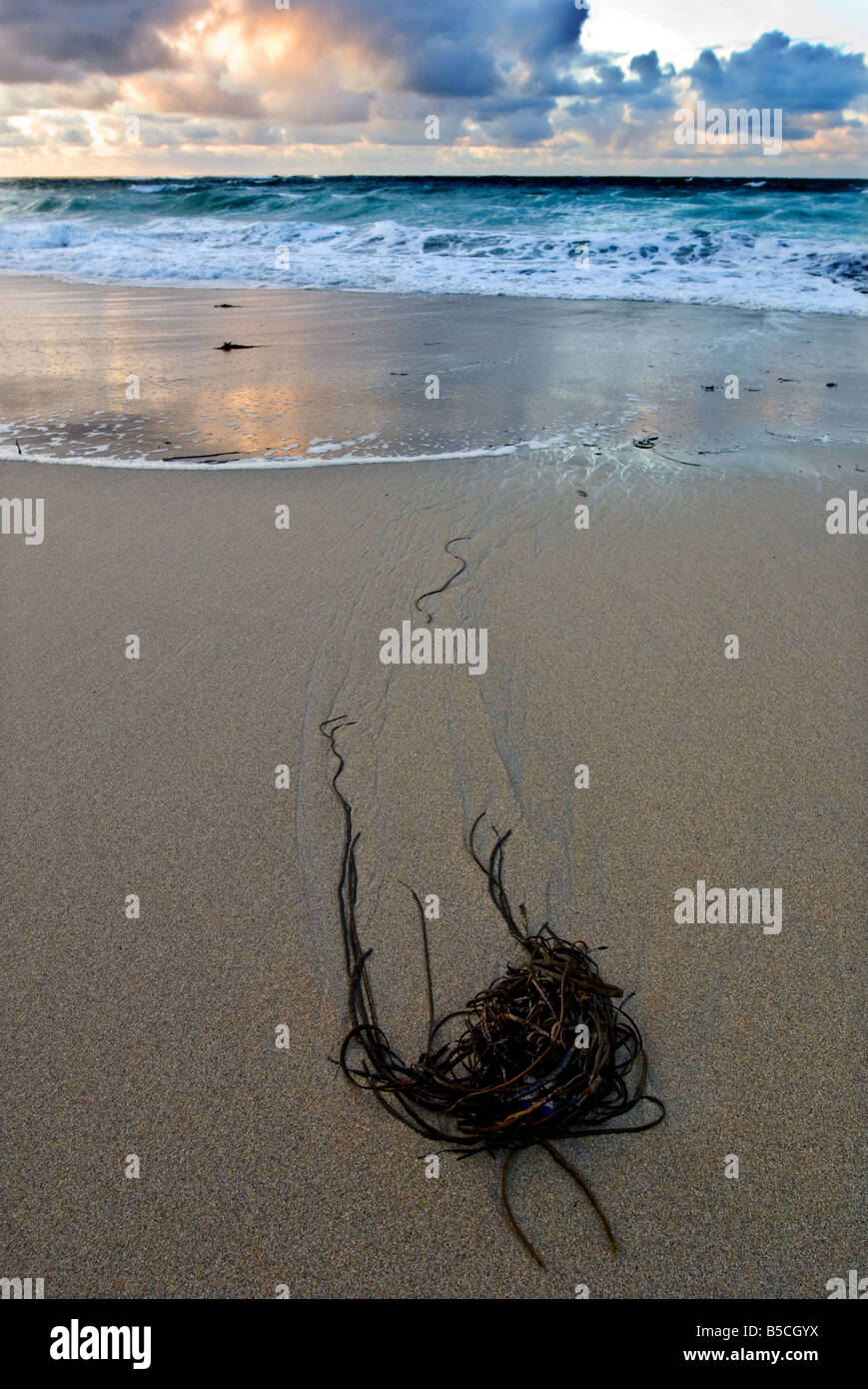 Seaweed clump hi-res stock photography and images - Alamy