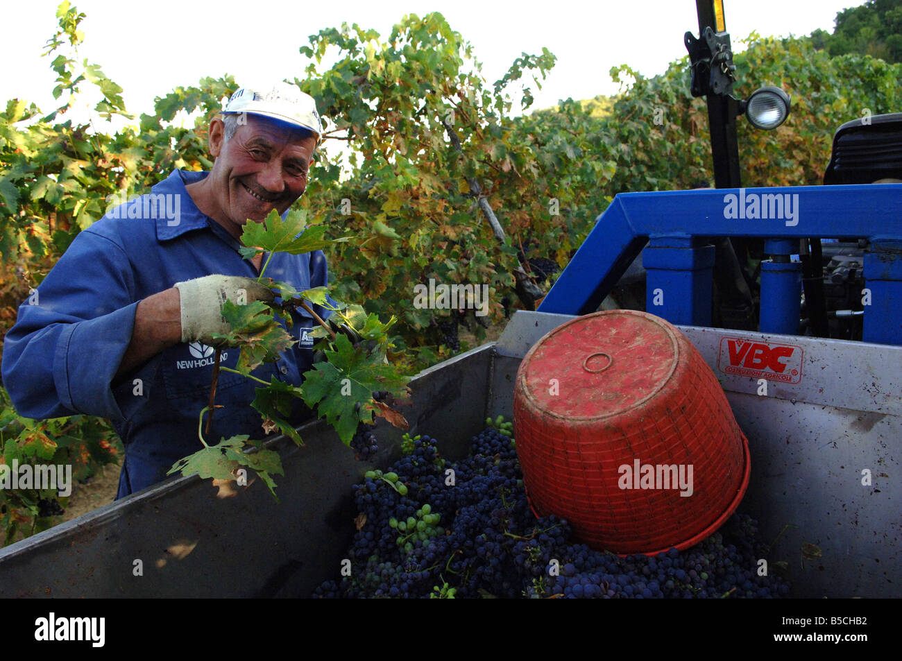 Harvesting Sangiovese grapes in vineyard - Chianti region Tuscany Italy ...